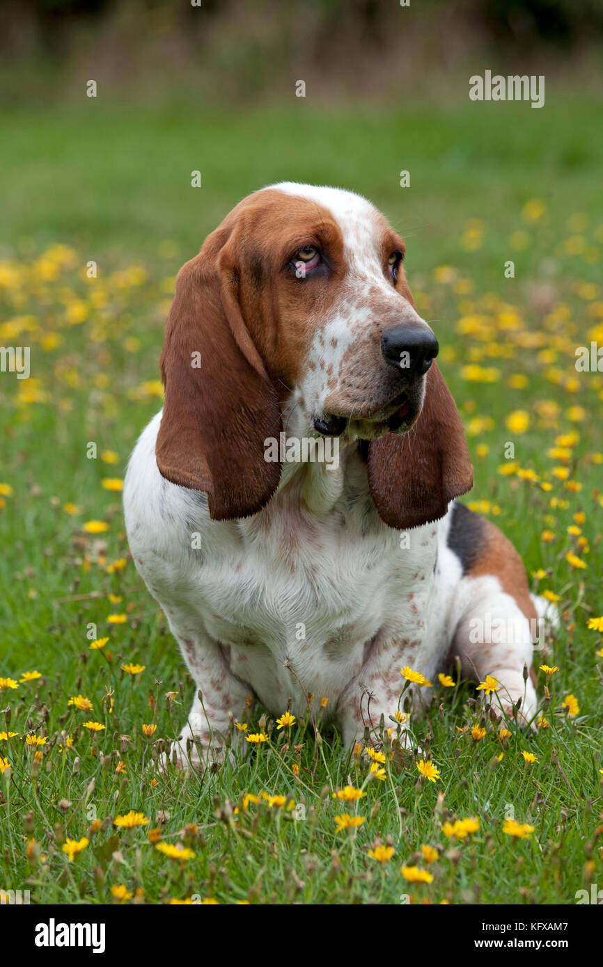 Outdoors with a dog hi-res stock photography and images - Alamy