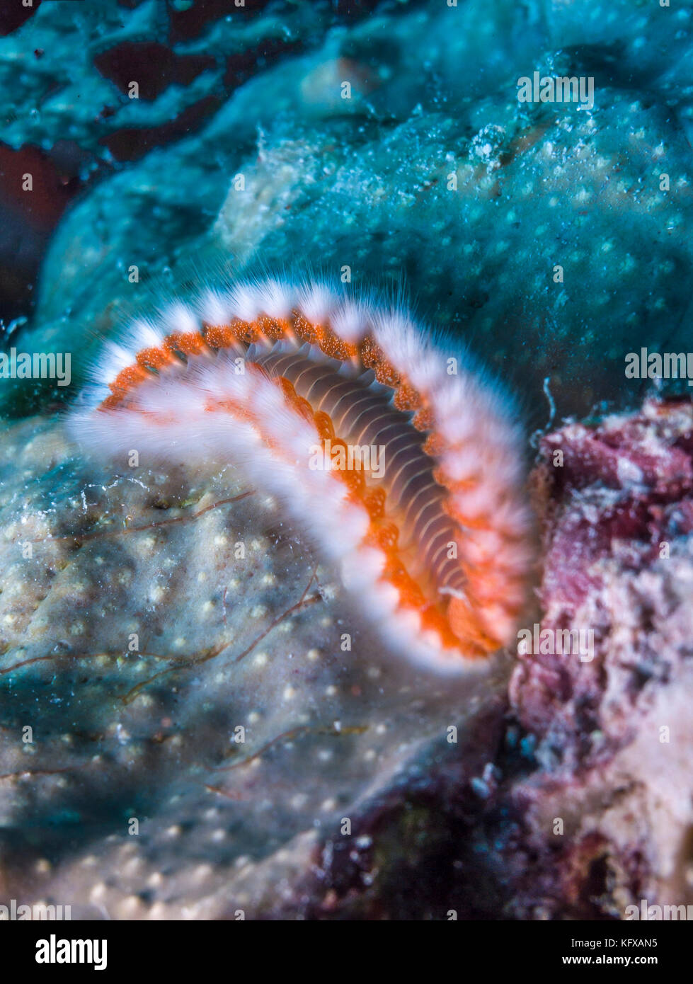 bearded fireworm, Hermodice carunculata, is a type of marine ...