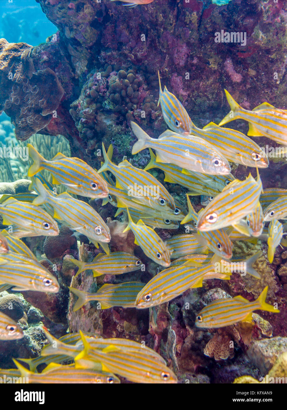 French grunt haemulon flavolineatum caribbean hi-res stock photography ...