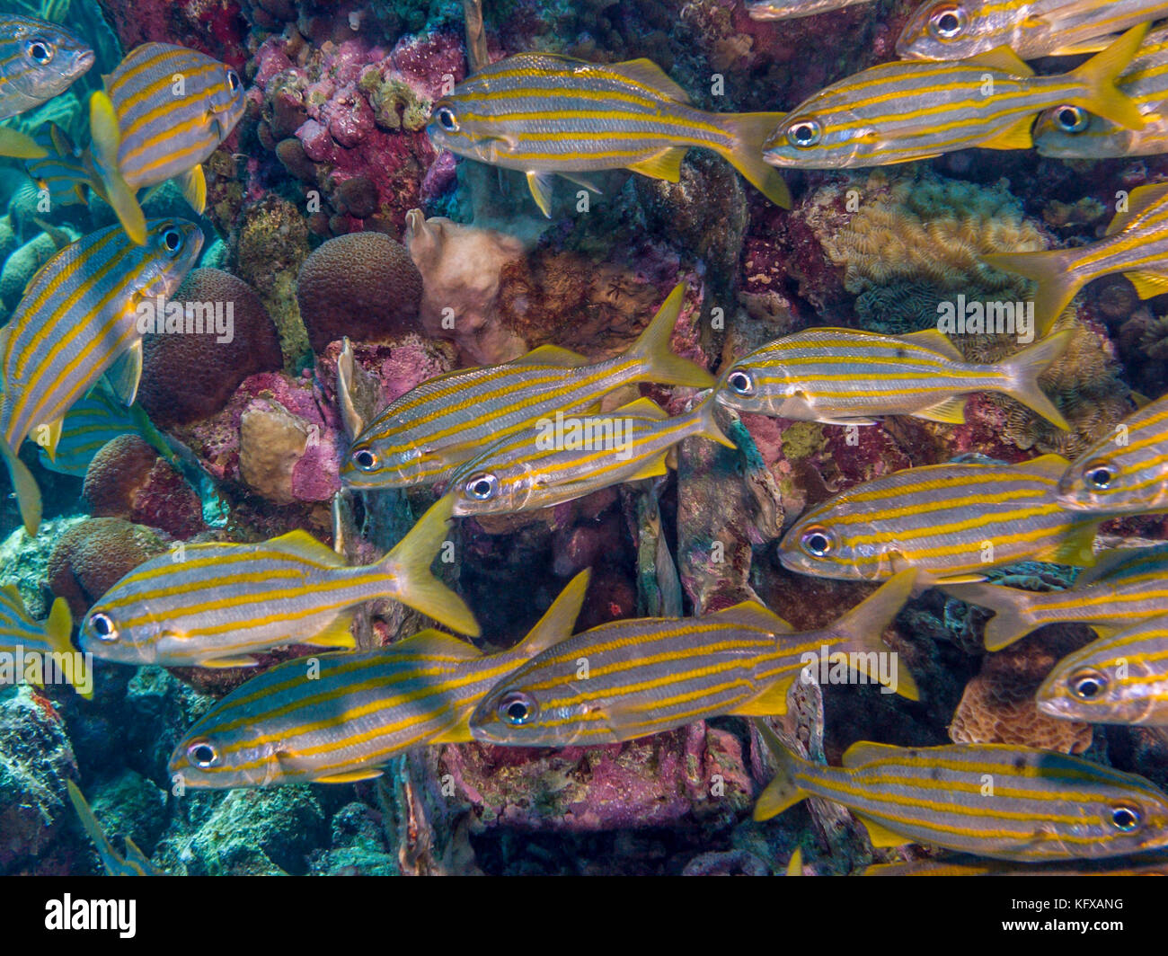 Haemulon flavolineatum, the French grunt, is a species of grunt native ...