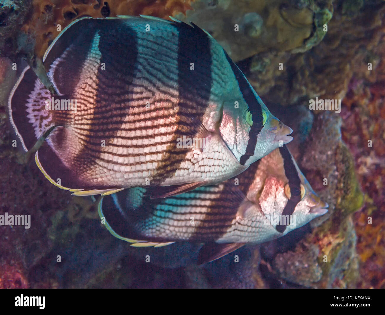 Banded butterflyfish hi-res stock photography and images - Alamy