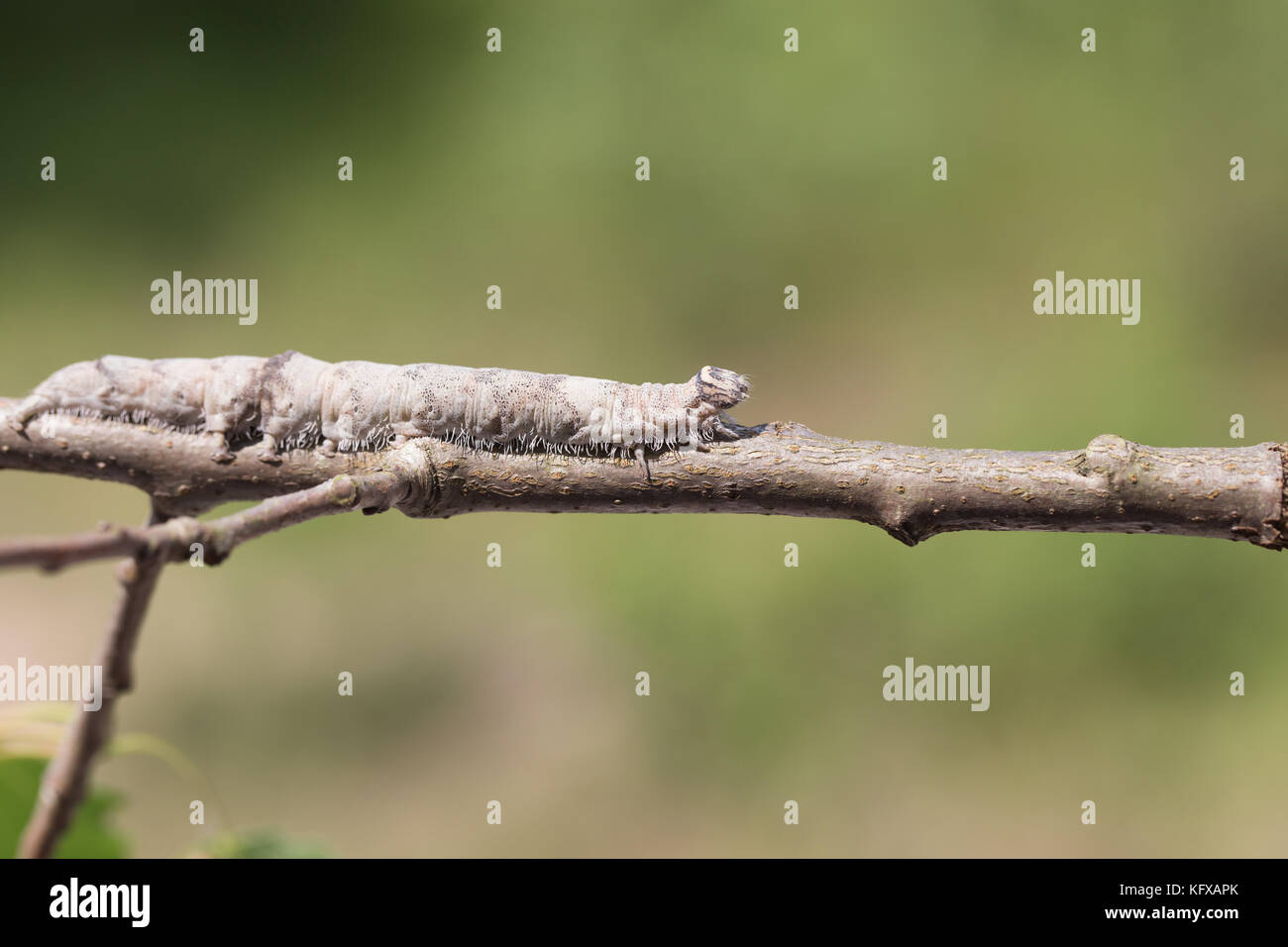 Blue underwing moth larva Stock Photo - Alamy