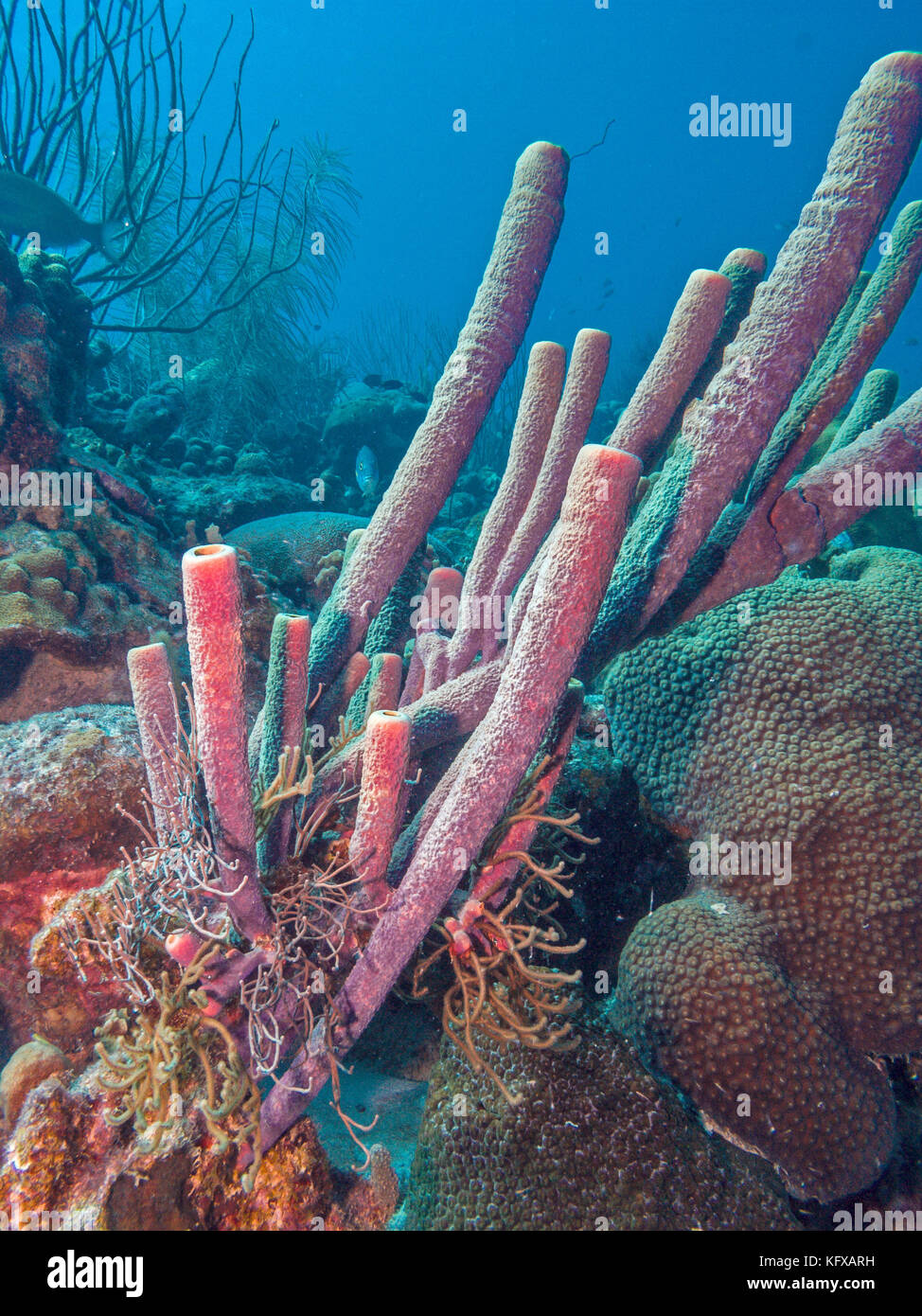 Aplysina archeri,stove-pipe sponge is a species of tube sponge on coral ...