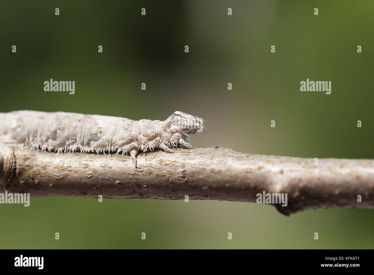 Blue Underwing Moth High Resolution Stock Photography and Images - Alamy
