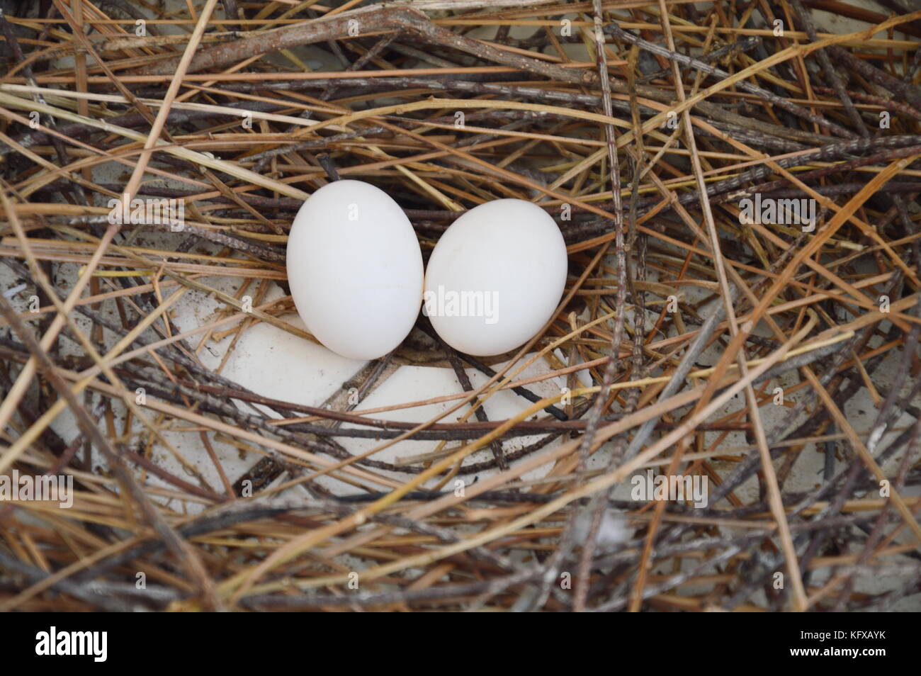 pigeon egg in the nest on home tile floor Stock Photo - Alamy