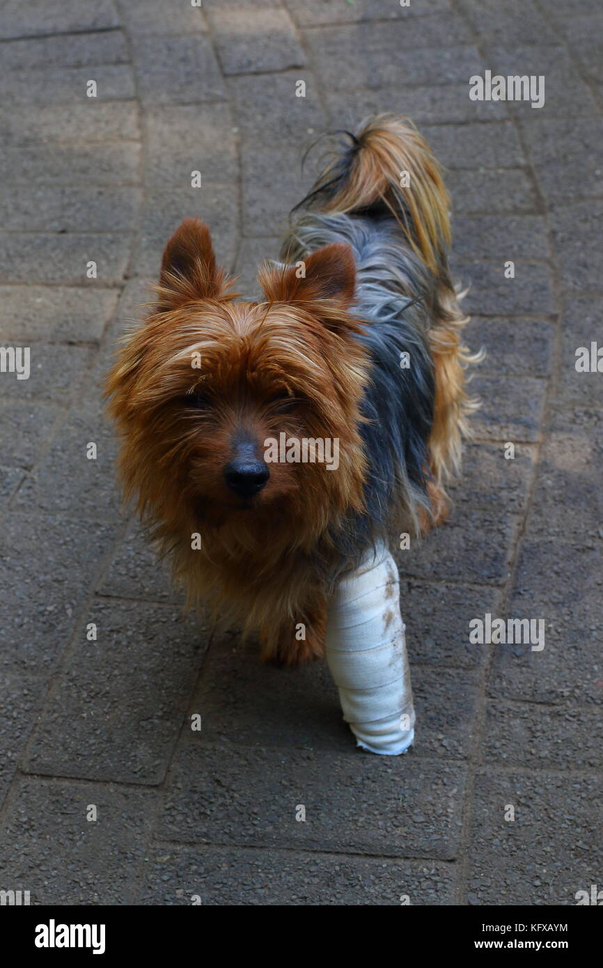 Small brown dog with a bandaged injured leg in portrait format with ...