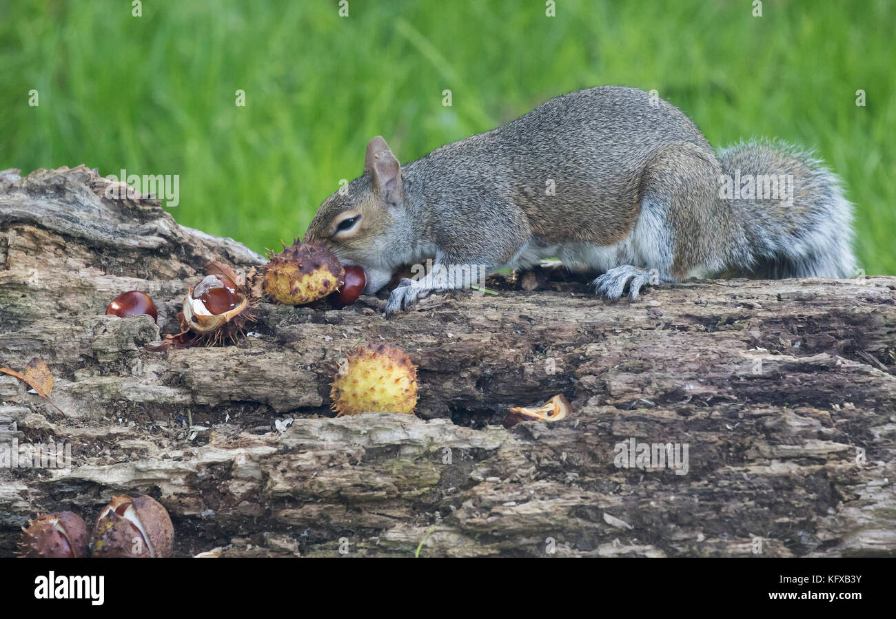 Grey squirrel Sciurus carolinensis gathering food for winter larder ...