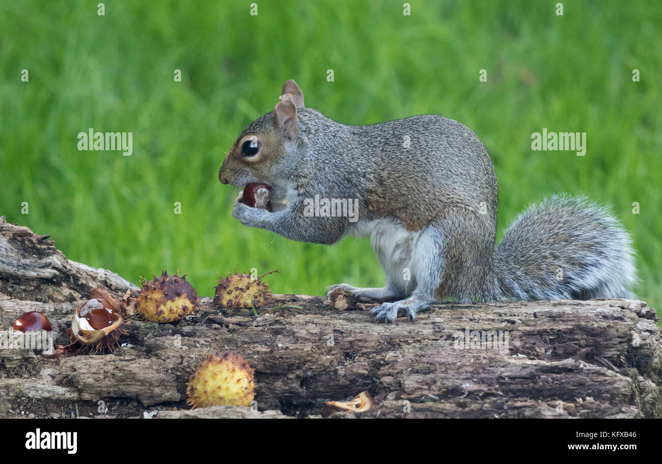 Hunter gathering hi-res stock photography and images - Alamy