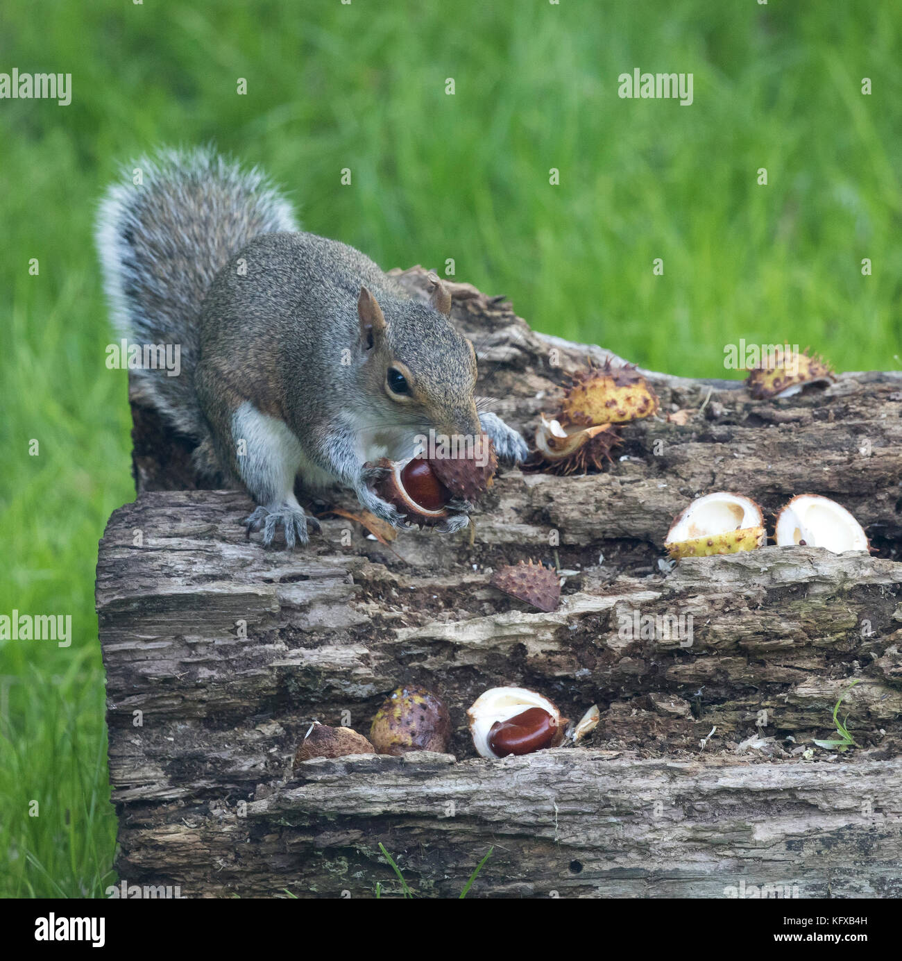 Hunter gathering food hi-res stock photography and images - Alamy