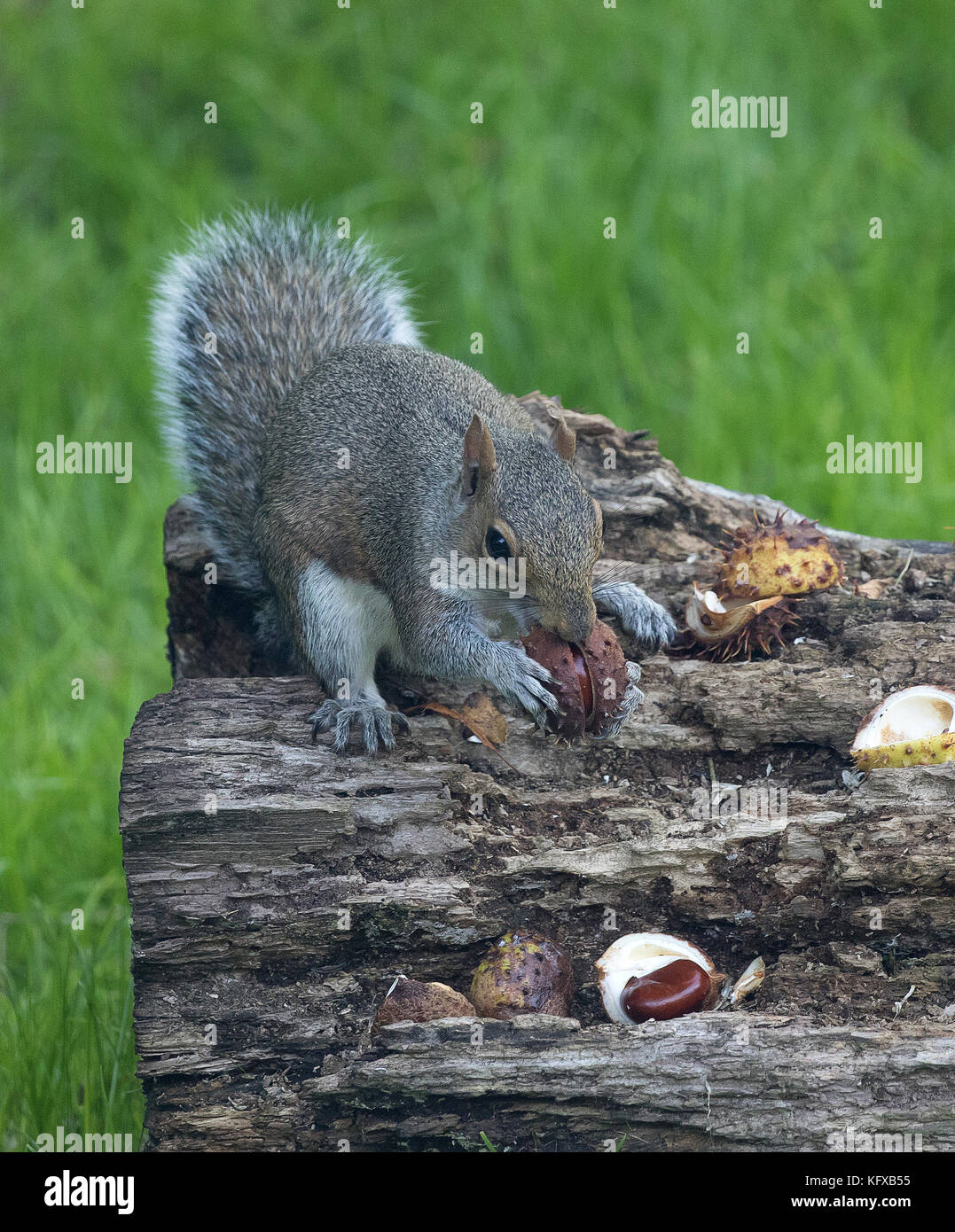 Grey squirrel Sciurus carolinensis gathering food for winter larder ...
