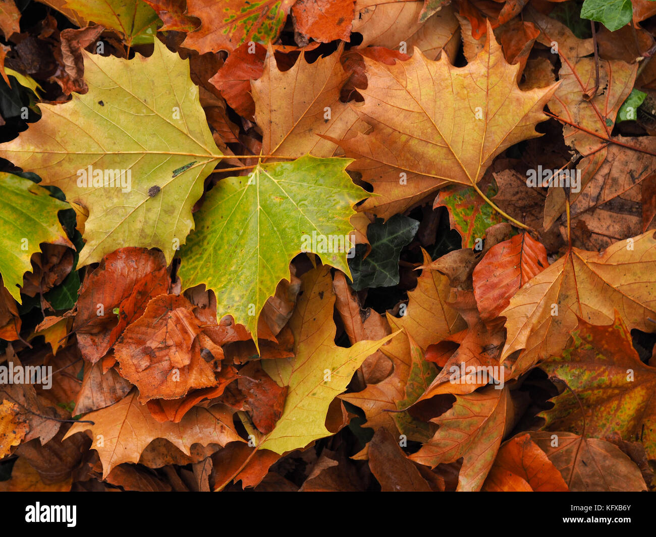 Autumn leaves using a s seasonal background, colorful fall texture ...