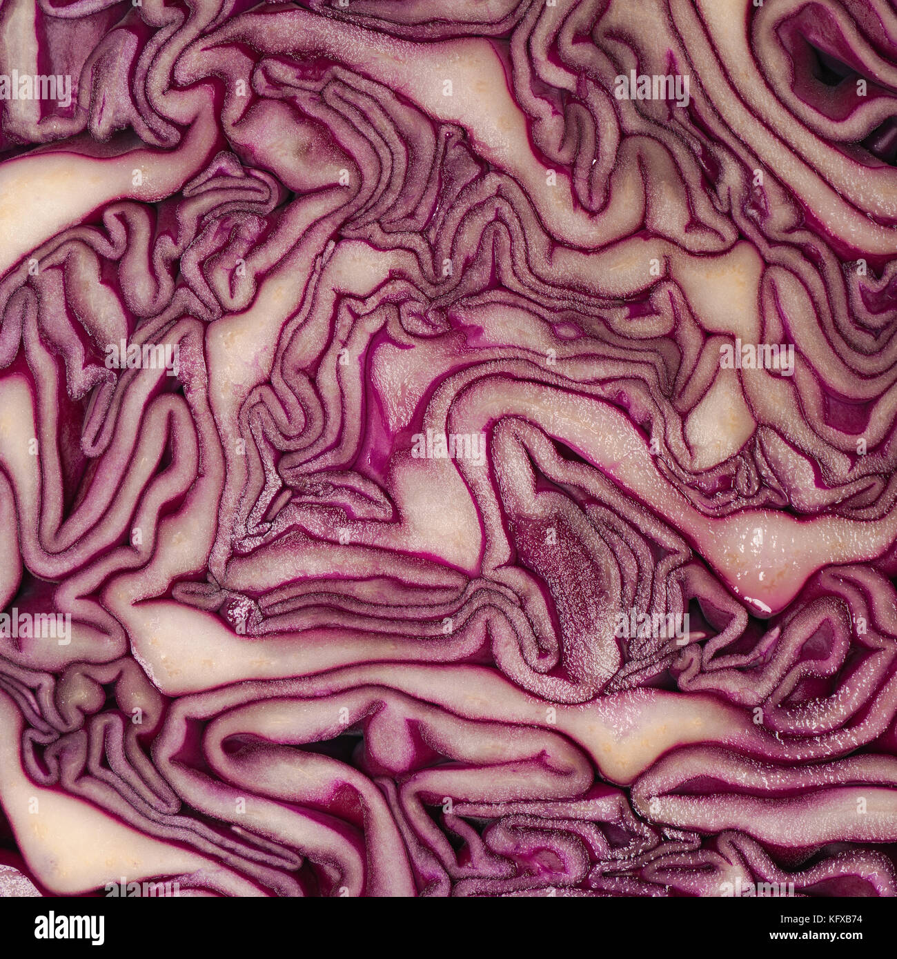 Close up shot of red cabbage texture using a s background Stock Photo ...