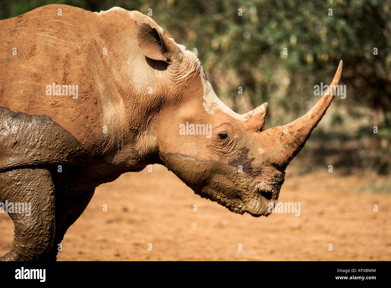 Rhino side view hi-res stock photography and images - Alamy