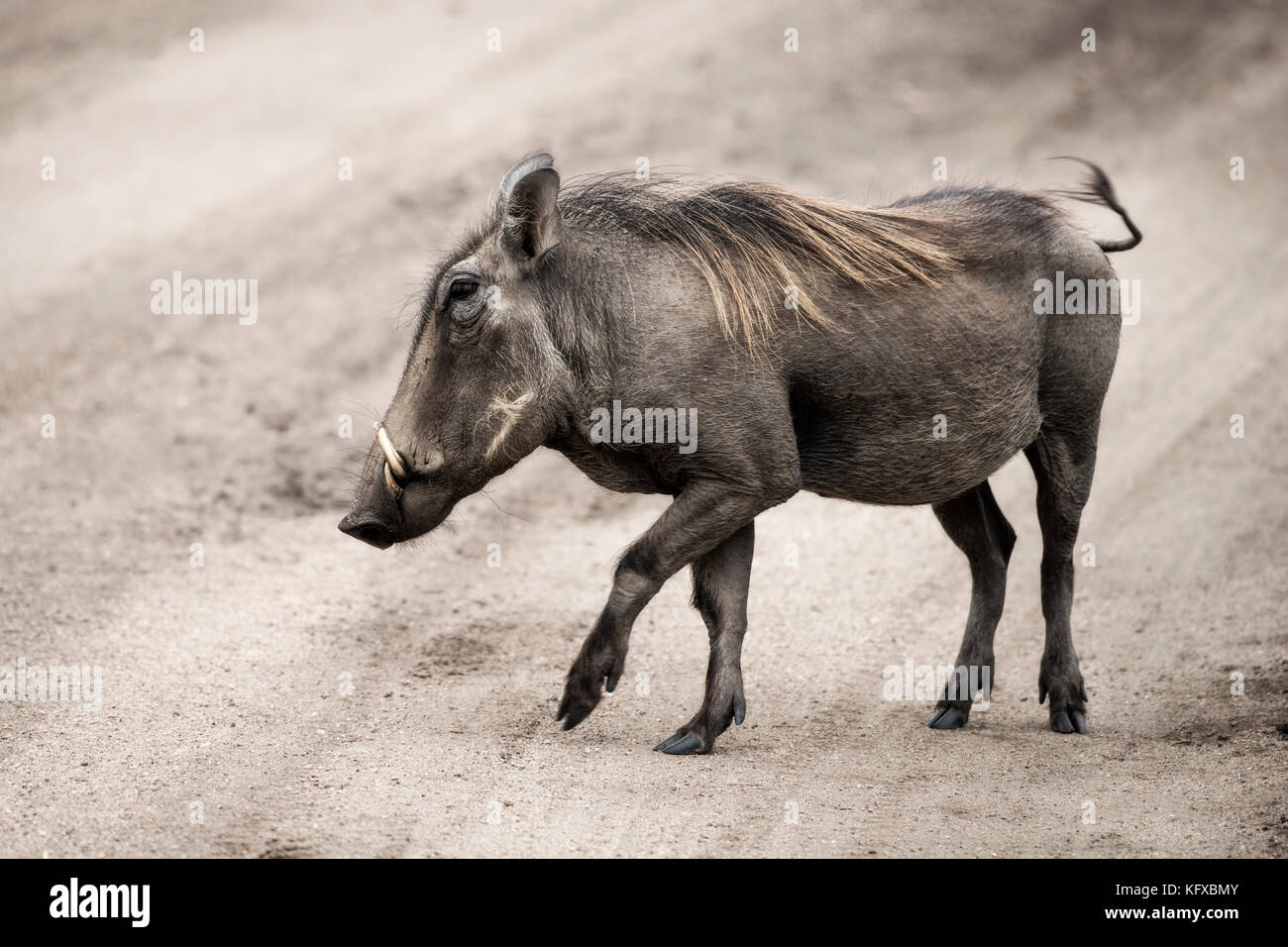 Profile view of a warthog Stock Photo - Alamy