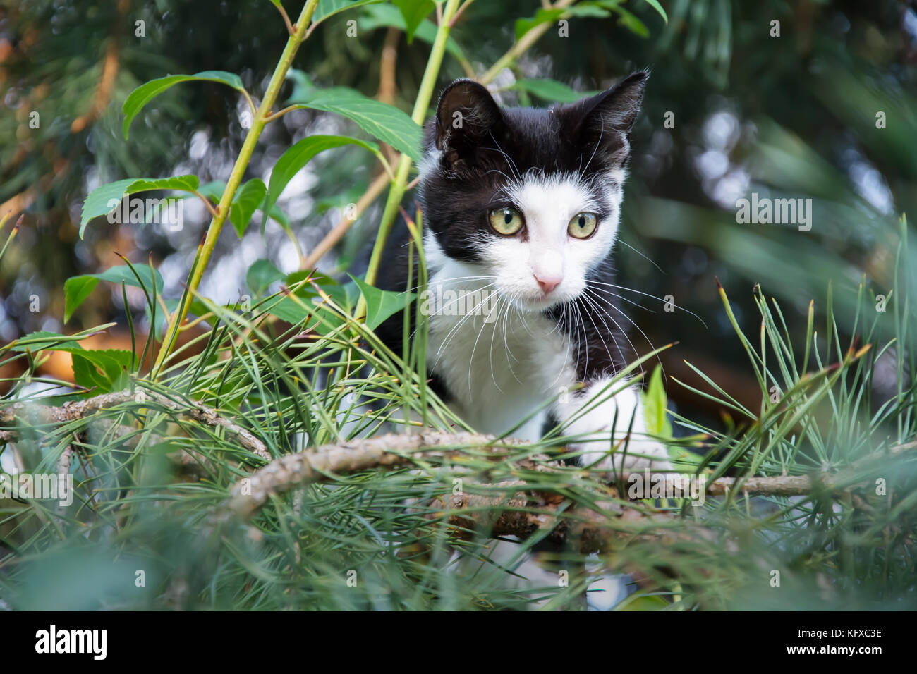 Beautiful black and white cat hunting birds up on a tree Stock Photo ...