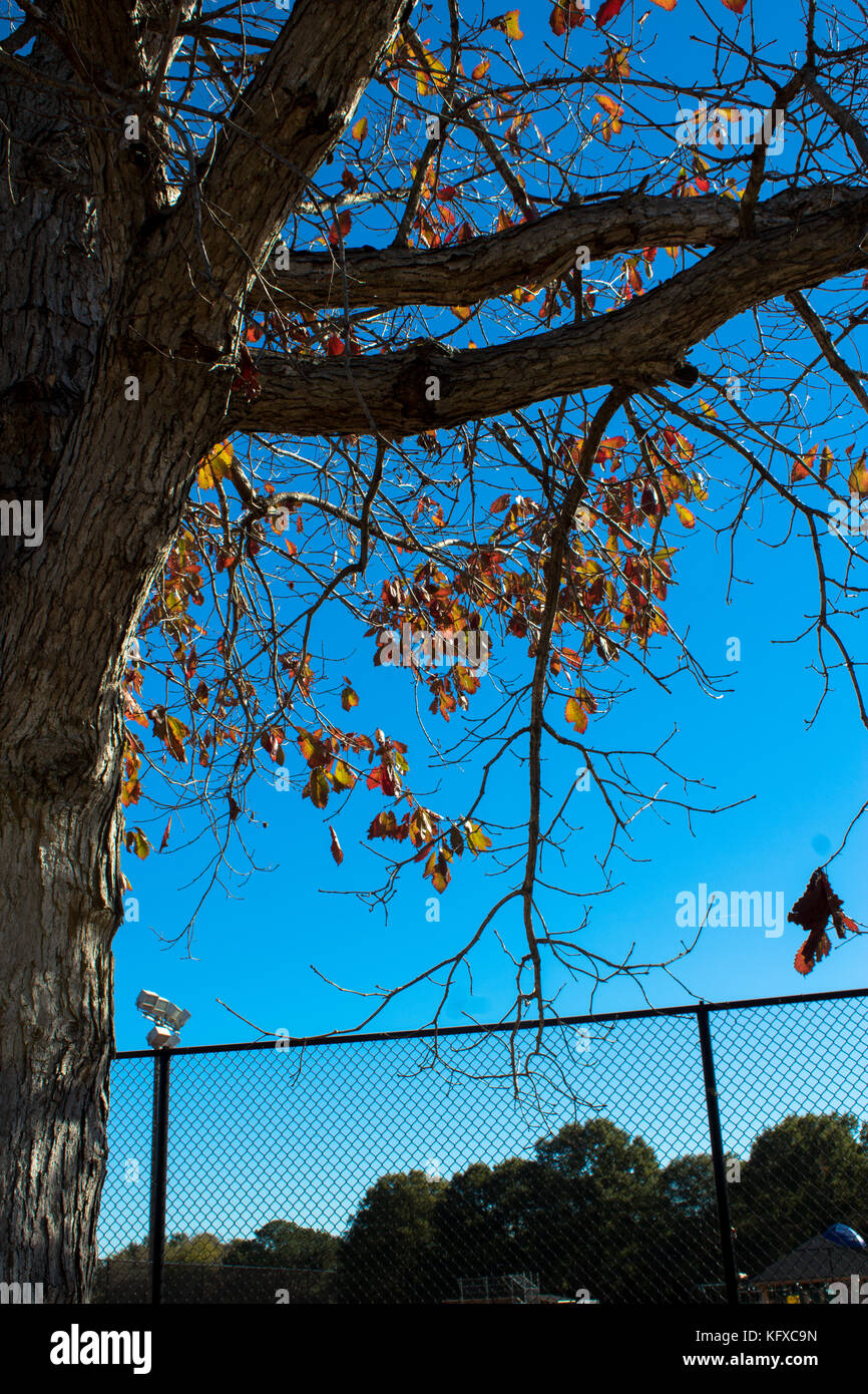 Leaves falling from tree in autumn Stock Photo - Alamy