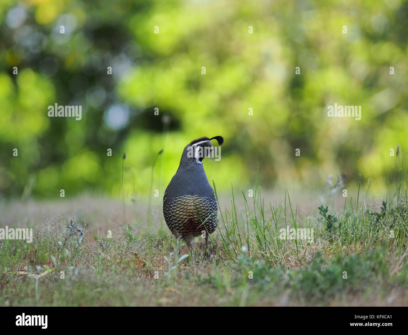 California quail in New Zealand Stock Photo - Alamy