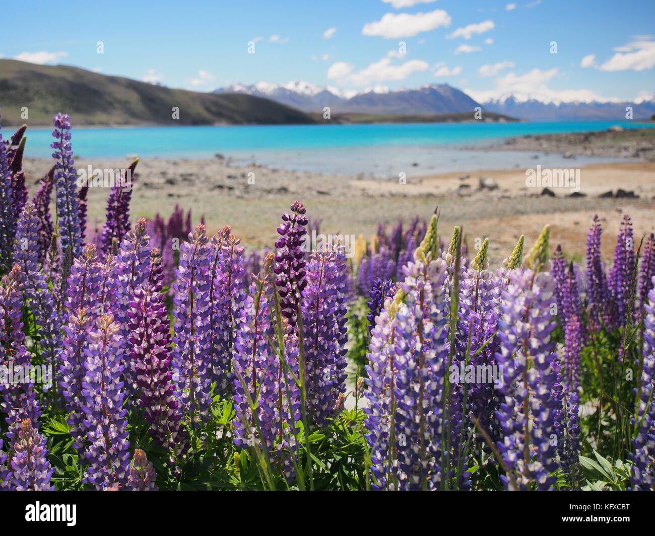 Purple lupin flowers in front of turquoise Lake Tekapo, New Zealand ...