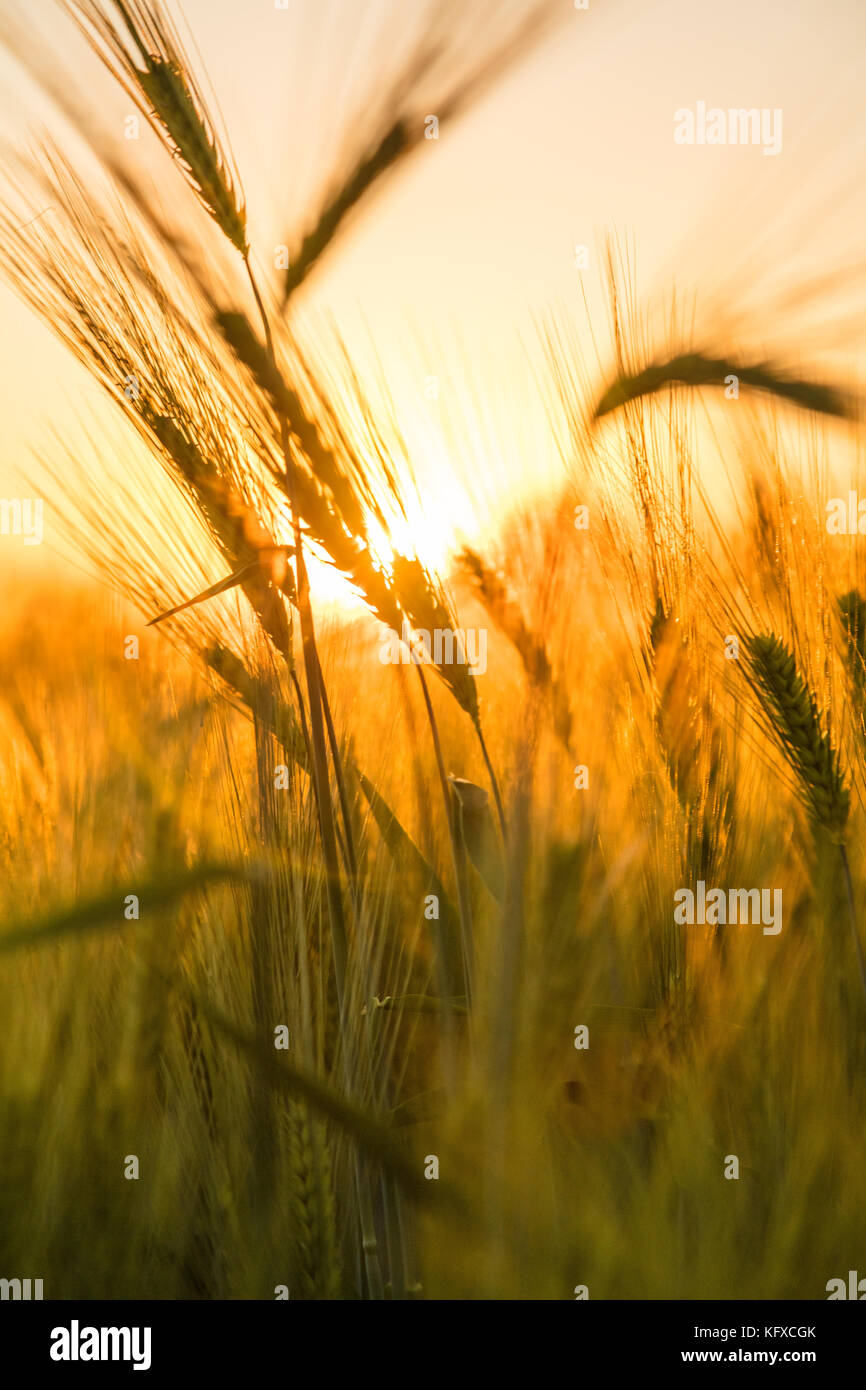 Golden field of barley crops growing on farm at sunset or sunrise Stock ...
