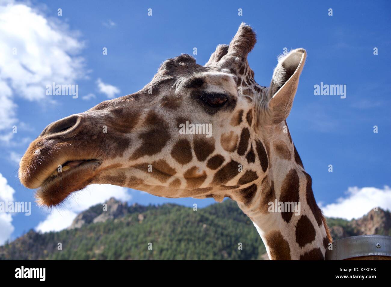 Giraffe mouth teeth hi-res stock photography and images - Alamy