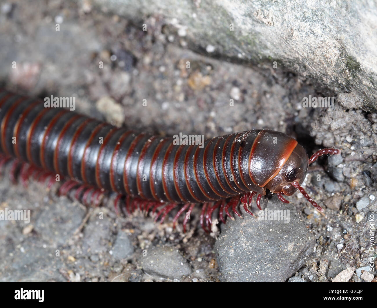 Millipede worm hi-res stock photography and images - Alamy