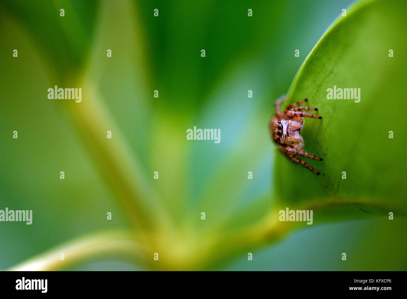 Vibrant spider hi-res stock photography and images - Alamy