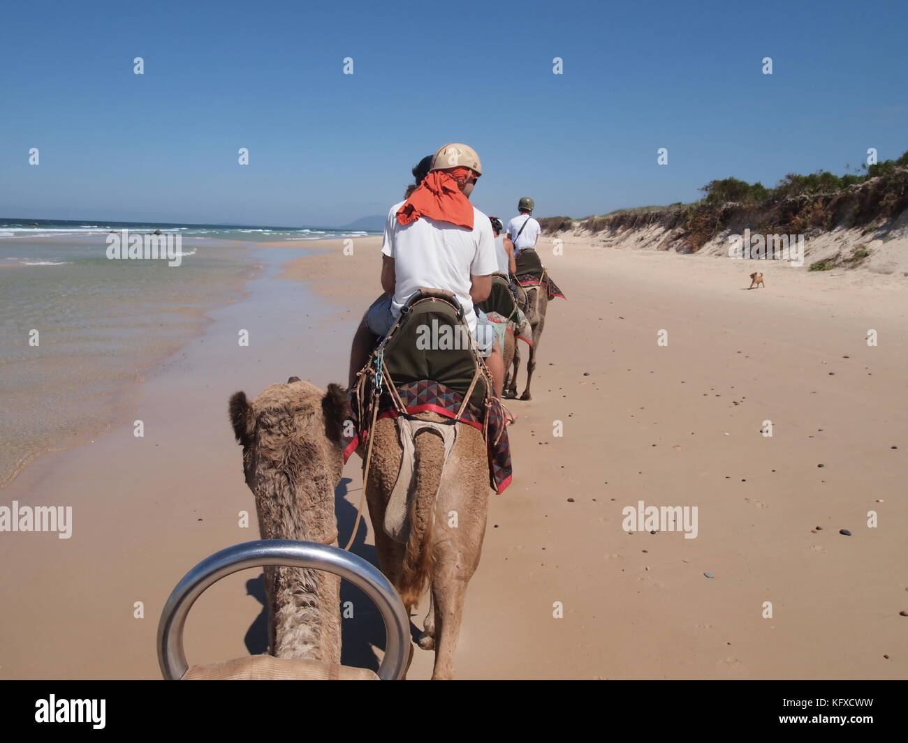 Camel Ride at the Beach Stock Photo - Alamy
