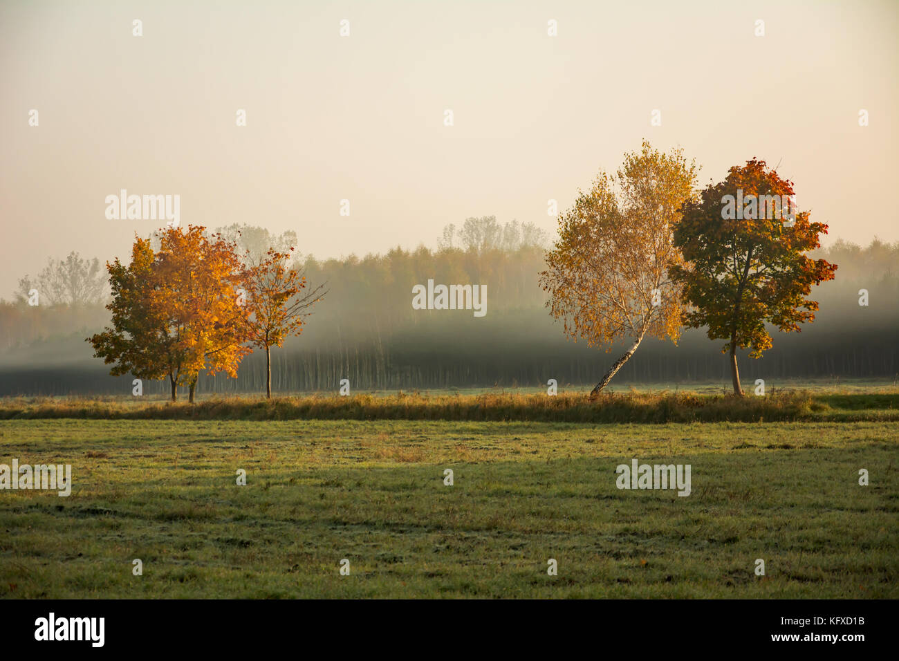 Autumn landscape with golden trees and mist Stock Photo - Alamy