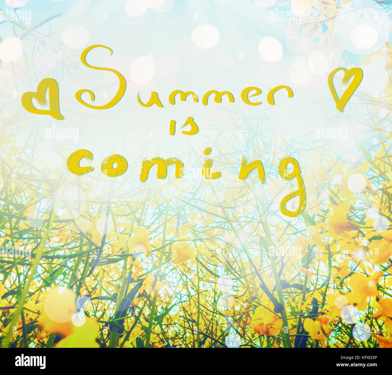 Yellow flowers over sunlight and sky with handwritten lettering summer ...