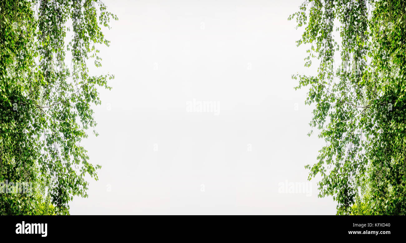 Graceful birch twig with green leaves in backlight, frame Stock Photo ... Graceful birch twig with green leaves in backlight, frame Stock Photo ...