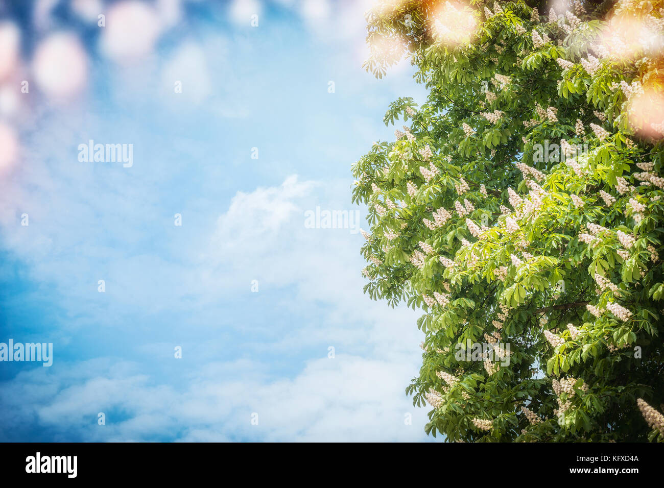 Big chestnut tree hi-res stock photography and images - Alamy