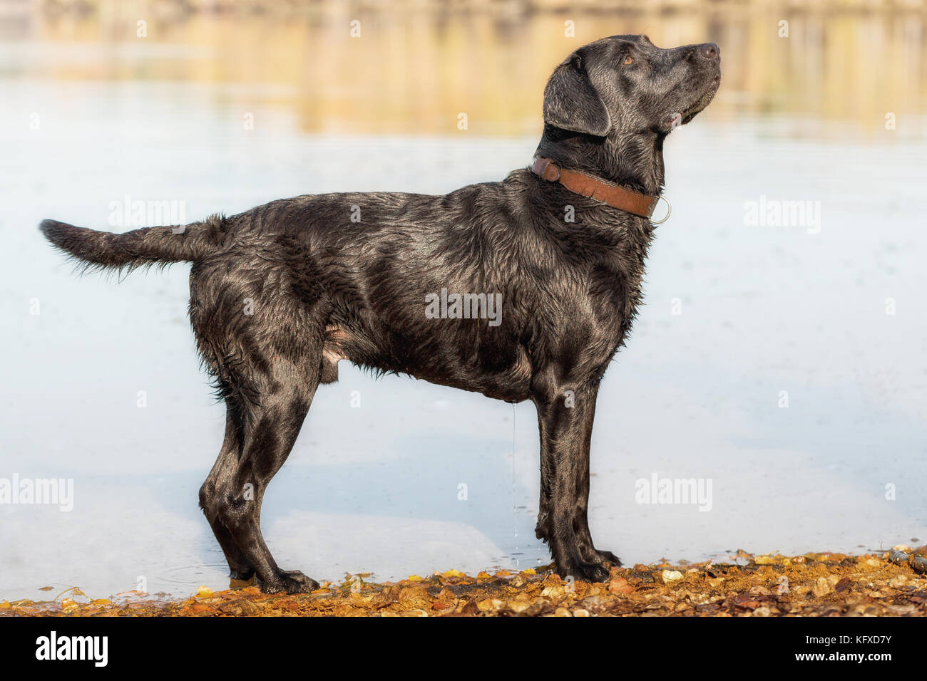How To Wean A Labrador Retriever From Being Afraid Of Water