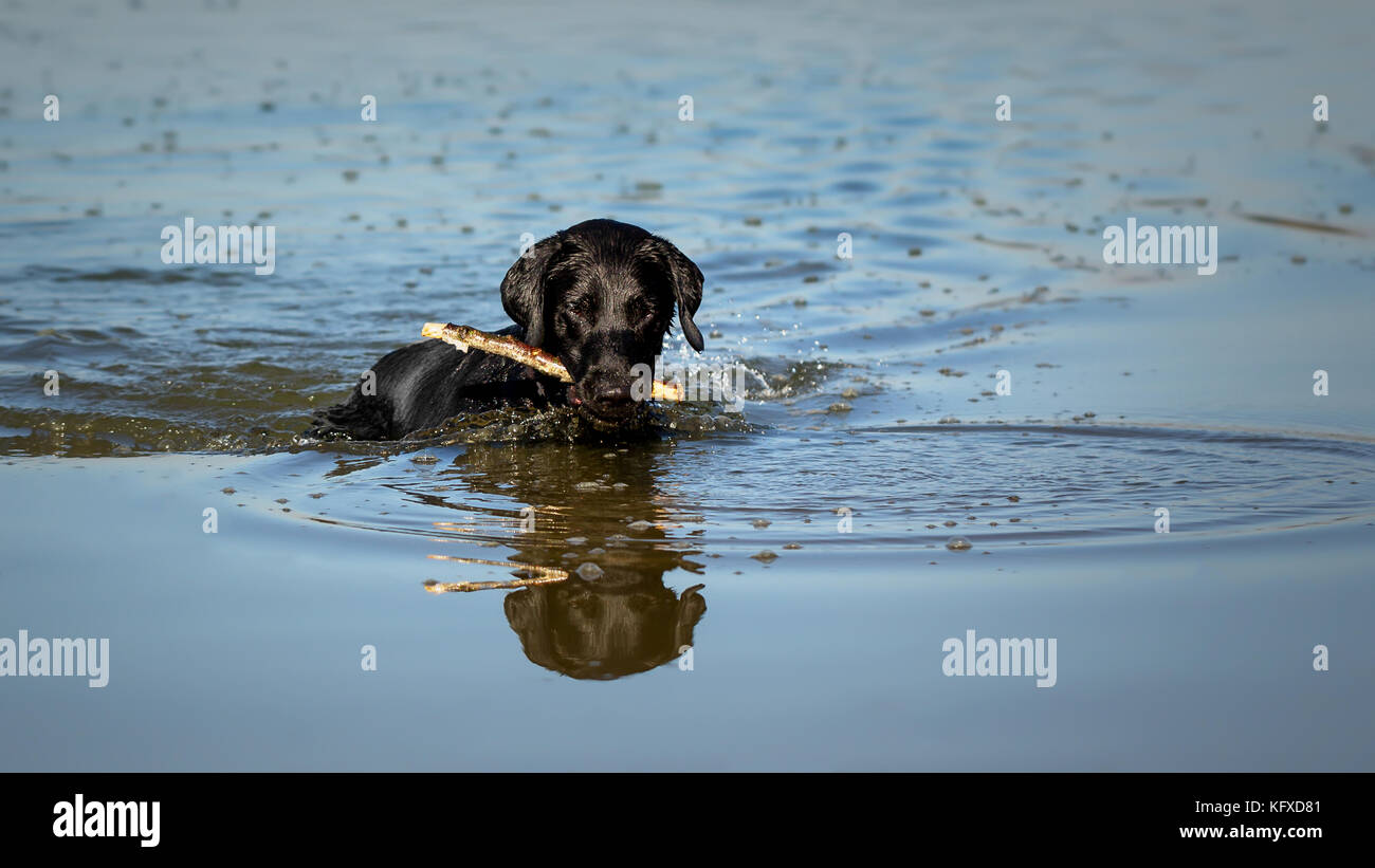 Yellow And Black Labrador Retriever High Resolution Stock Photography ...