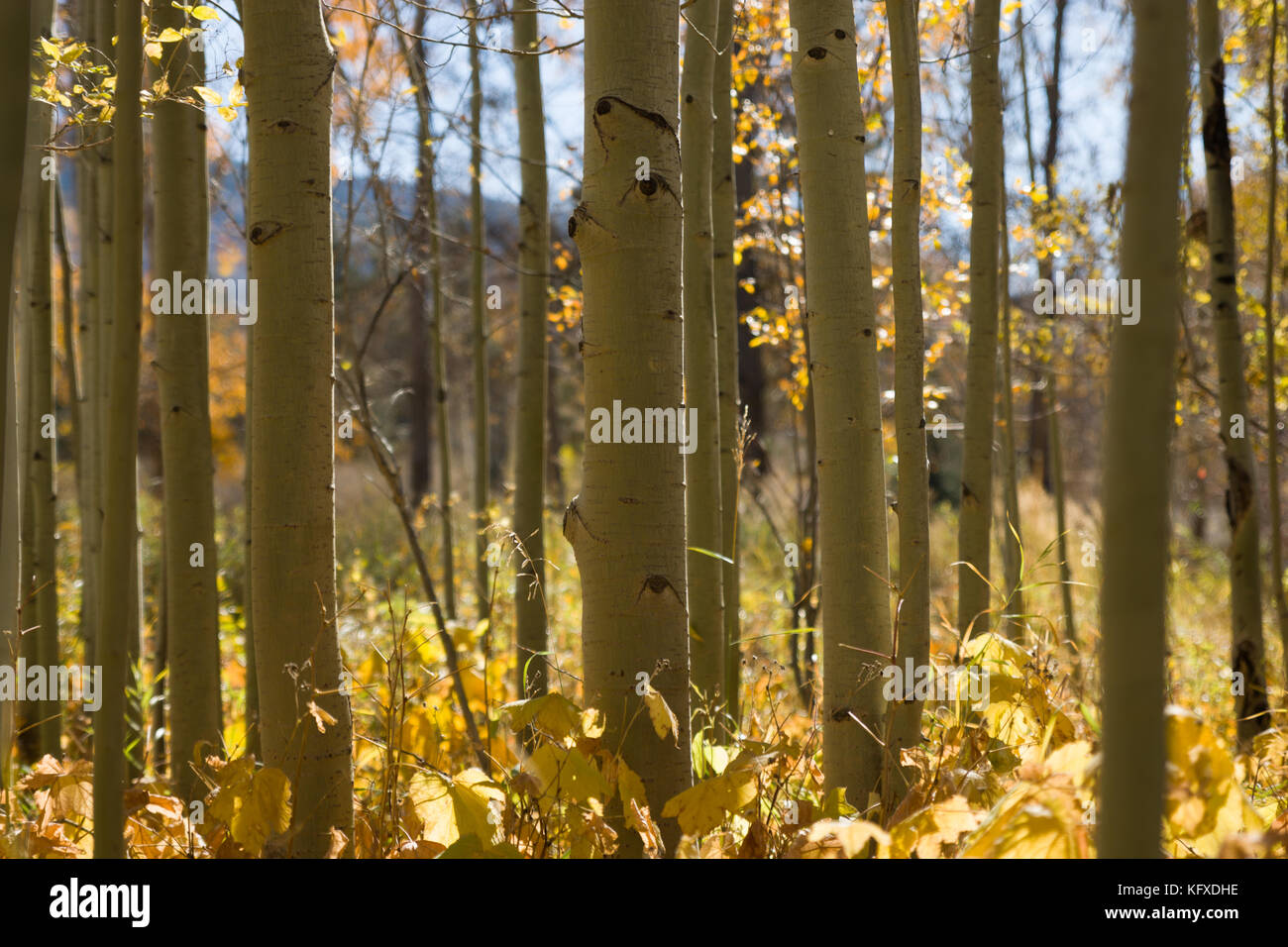 Fall trees snow hi-res stock photography and images - Alamy