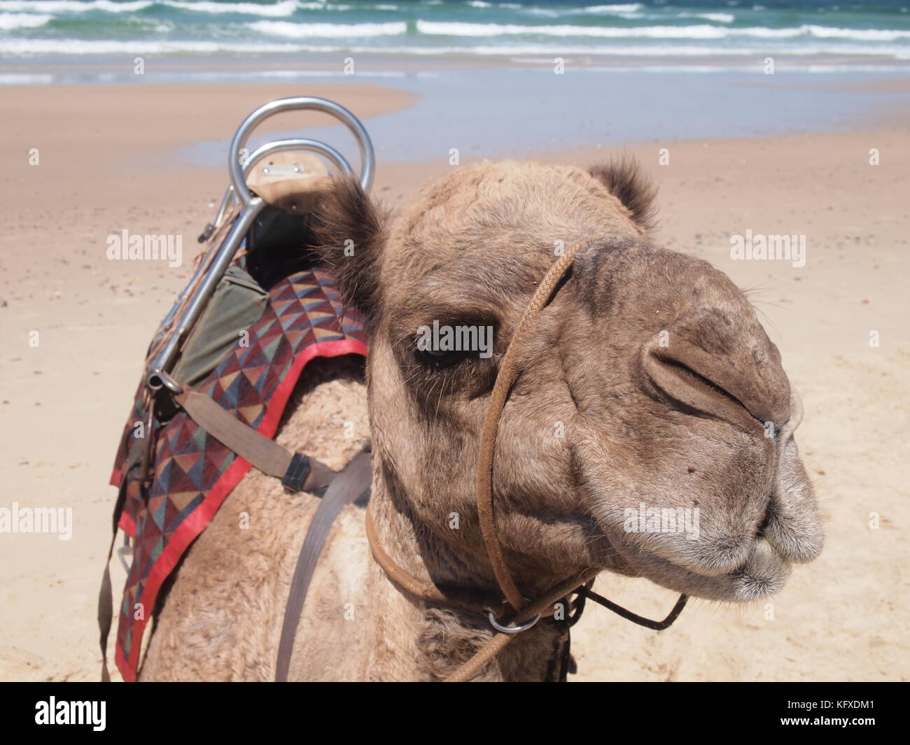 Camel Ride at the Beach Stock Photo - Alamy