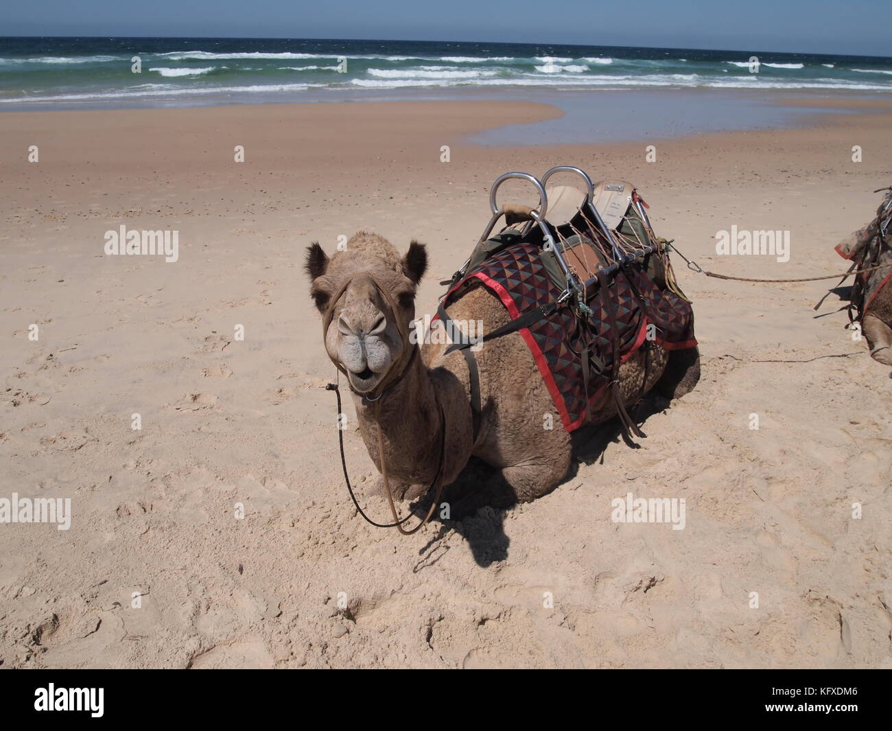 Camel Ride at the Beach Stock Photo - Alamy