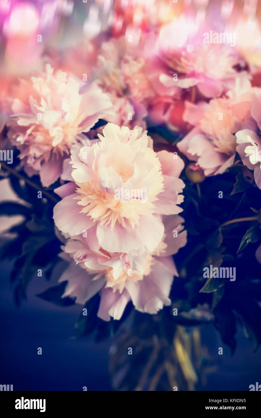 Close up of pink pale peonies with bokeh lighting Stock Photo - Alamy