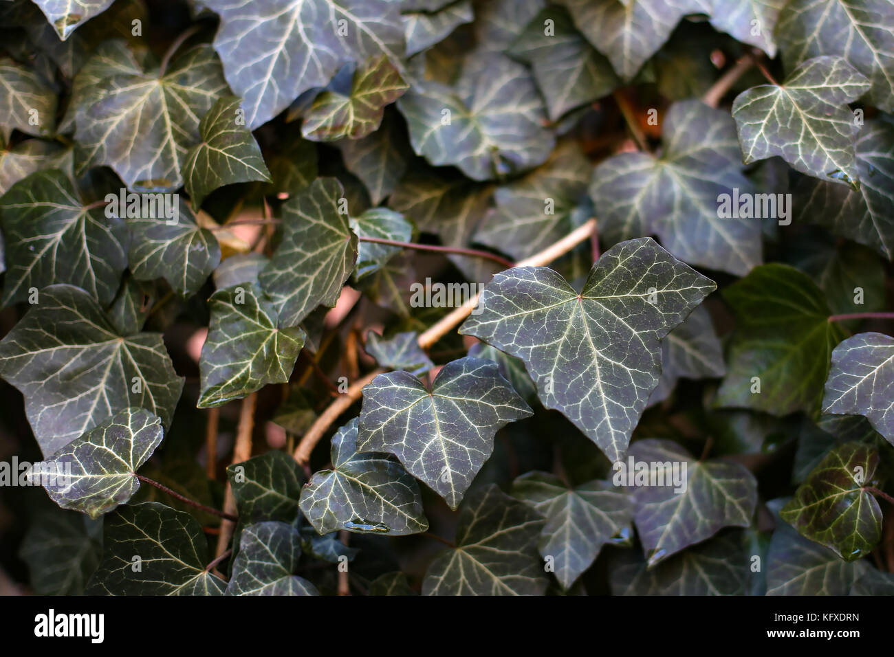 Ivy / Ivy - creeping shrubs clinging to their adventitious roots of the ...