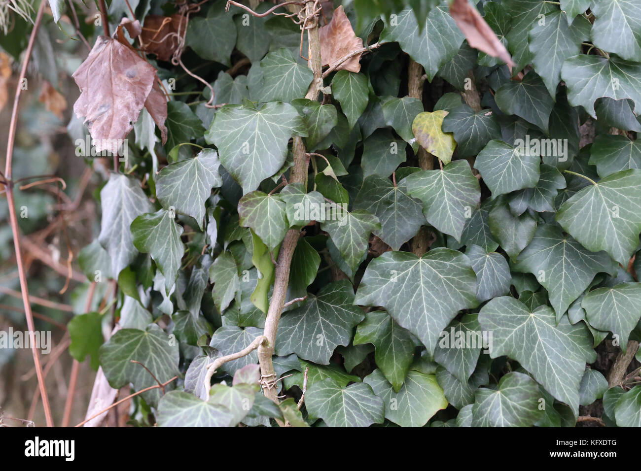 Ivy / Ivy - creeping shrubs clinging to their adventitious roots of the ...