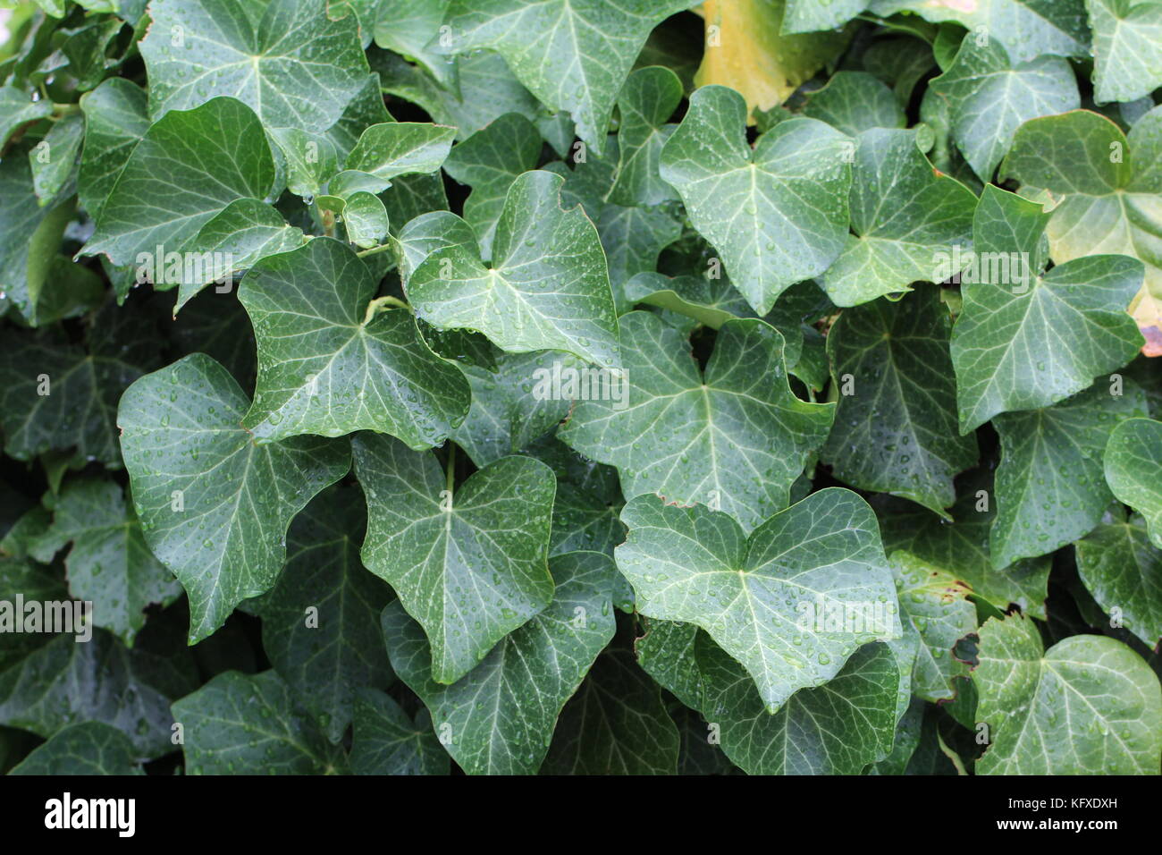 Ivy / Ivy - creeping shrubs clinging to their adventitious roots of the ...