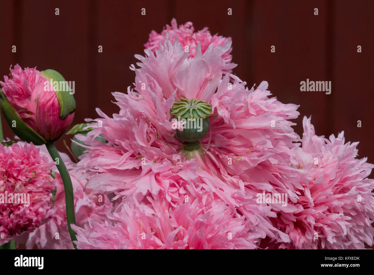 Pink poppies and seed with seeds. Valmue er kapsler Stock Photo - Alamy