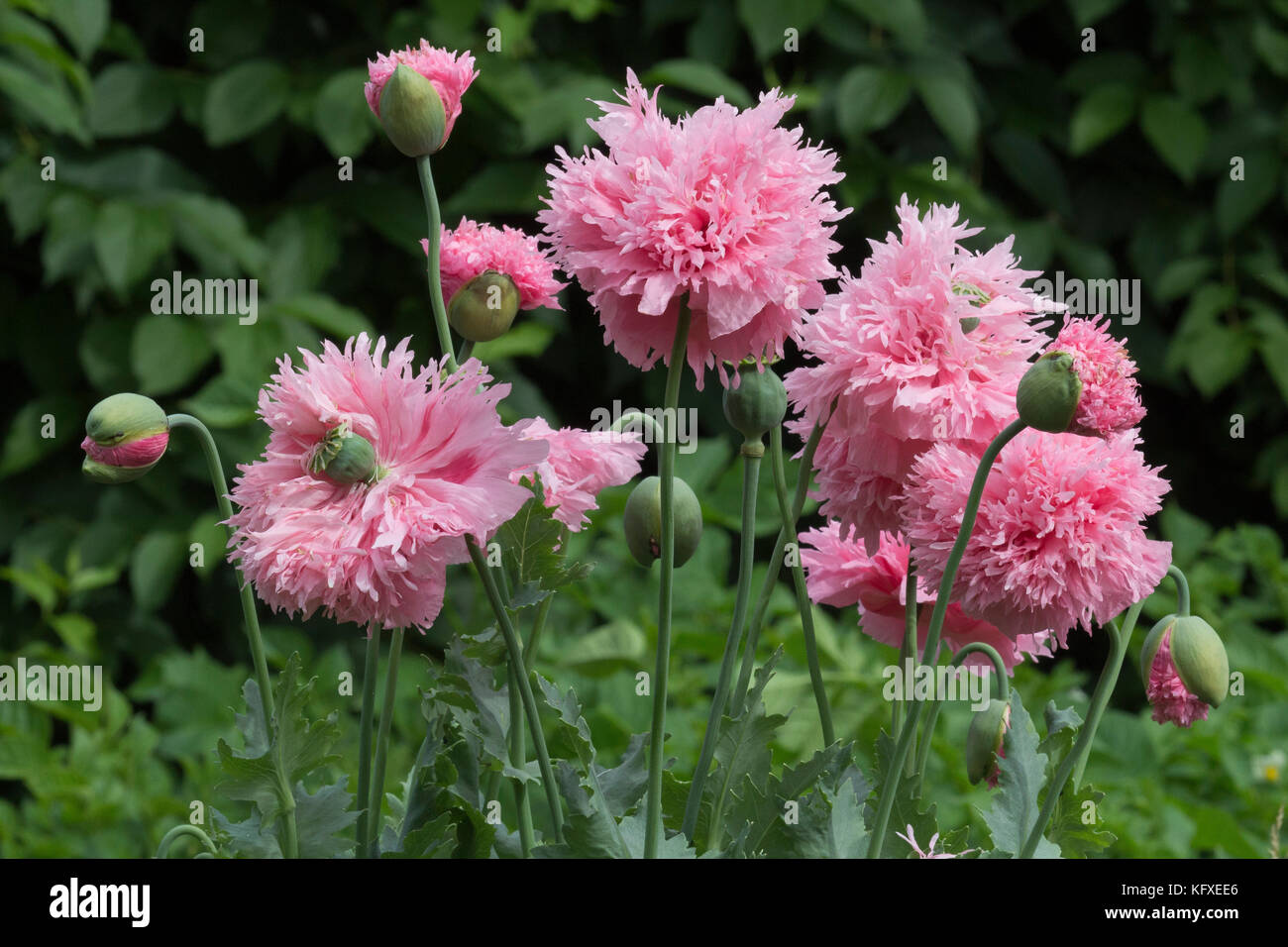 Mohnblume hi-res stock photography and images - Alamy
