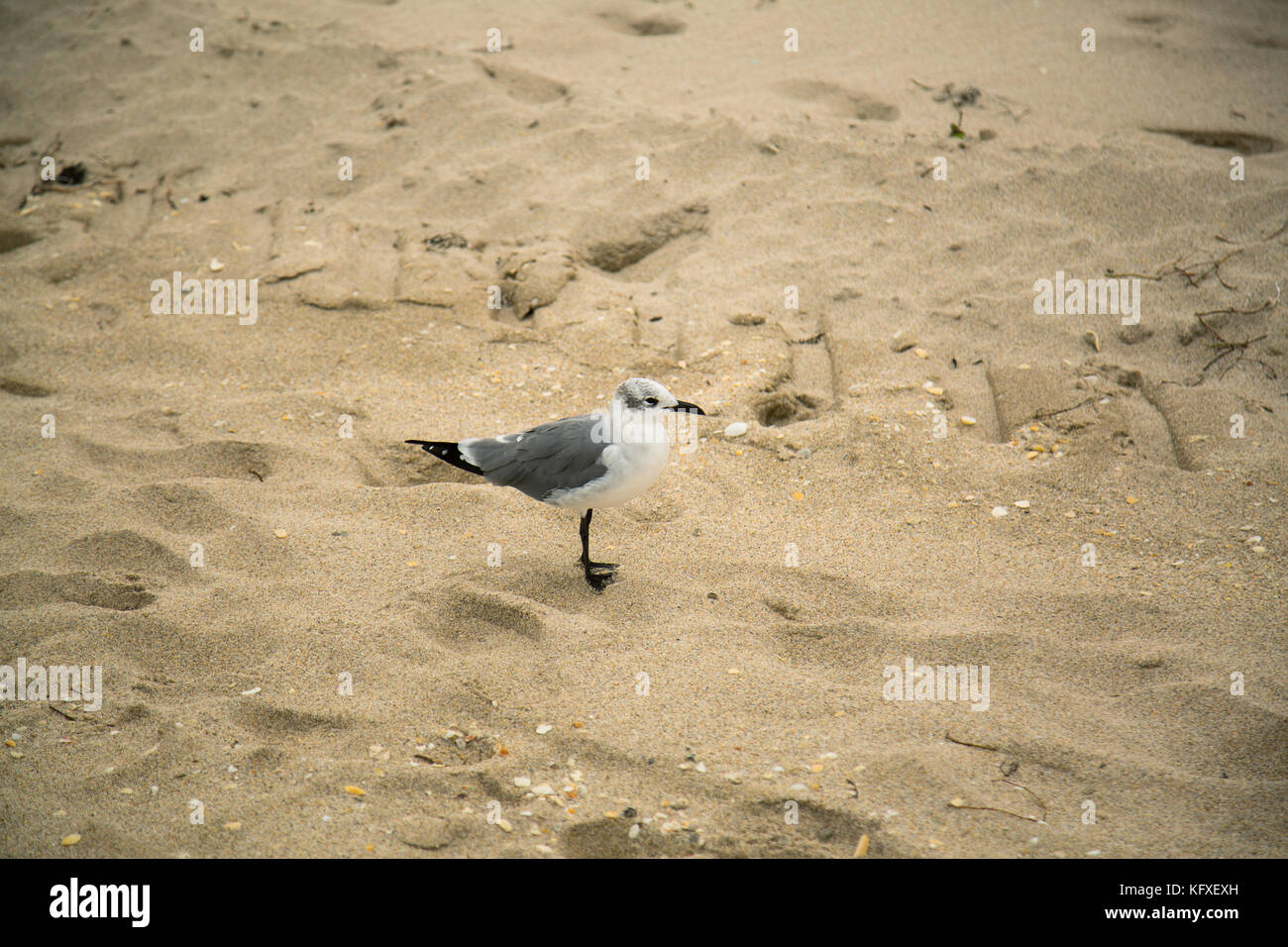 Seagull walking on beach Stock Photo - Alamy