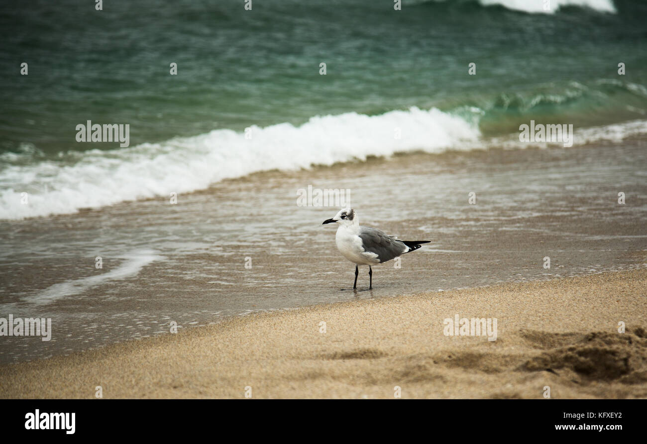 Seagull wading in surf Stock Photo - Alamy