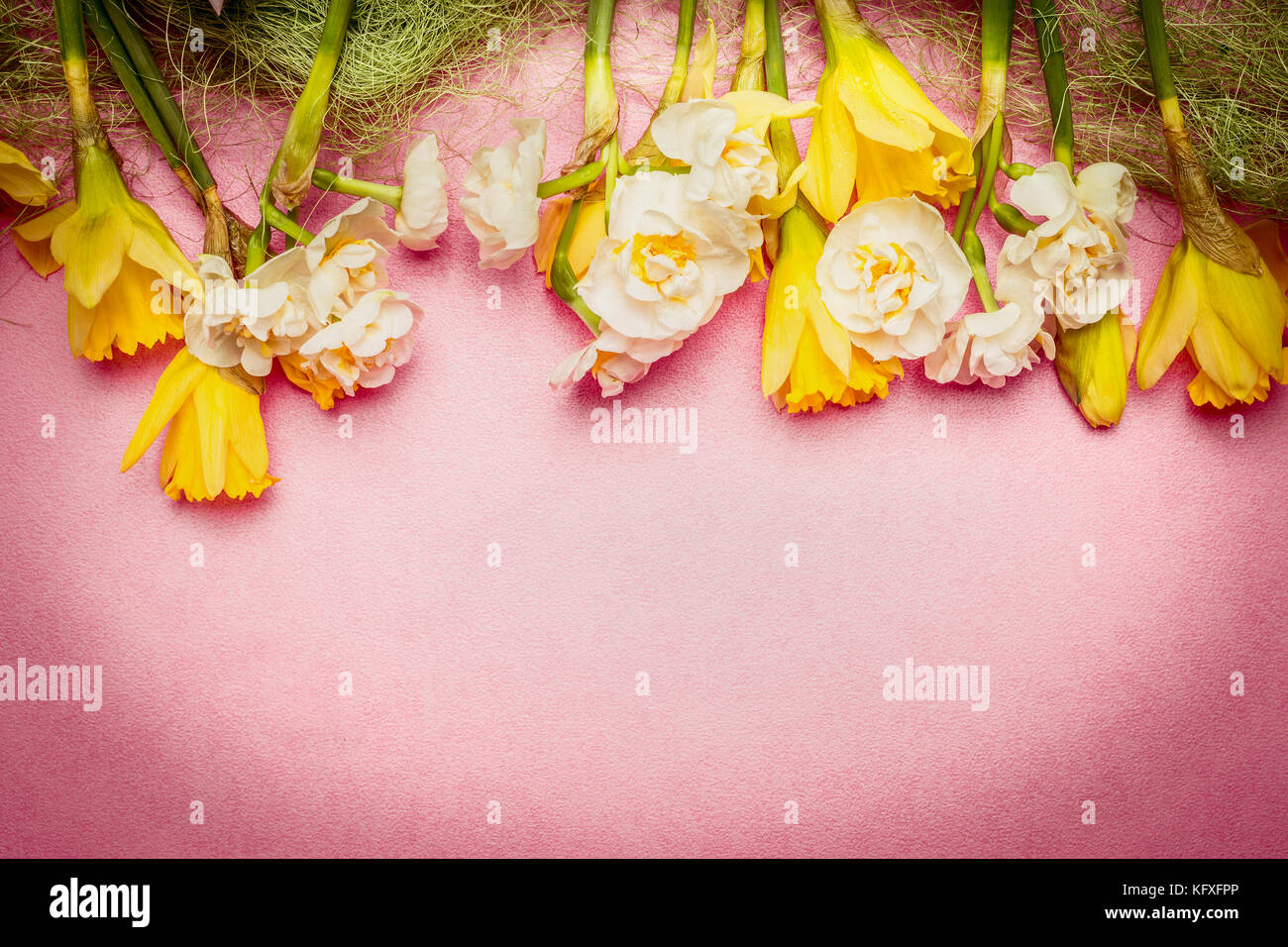 Variety of pretty Narcissus flowers on pastel background, top view ...