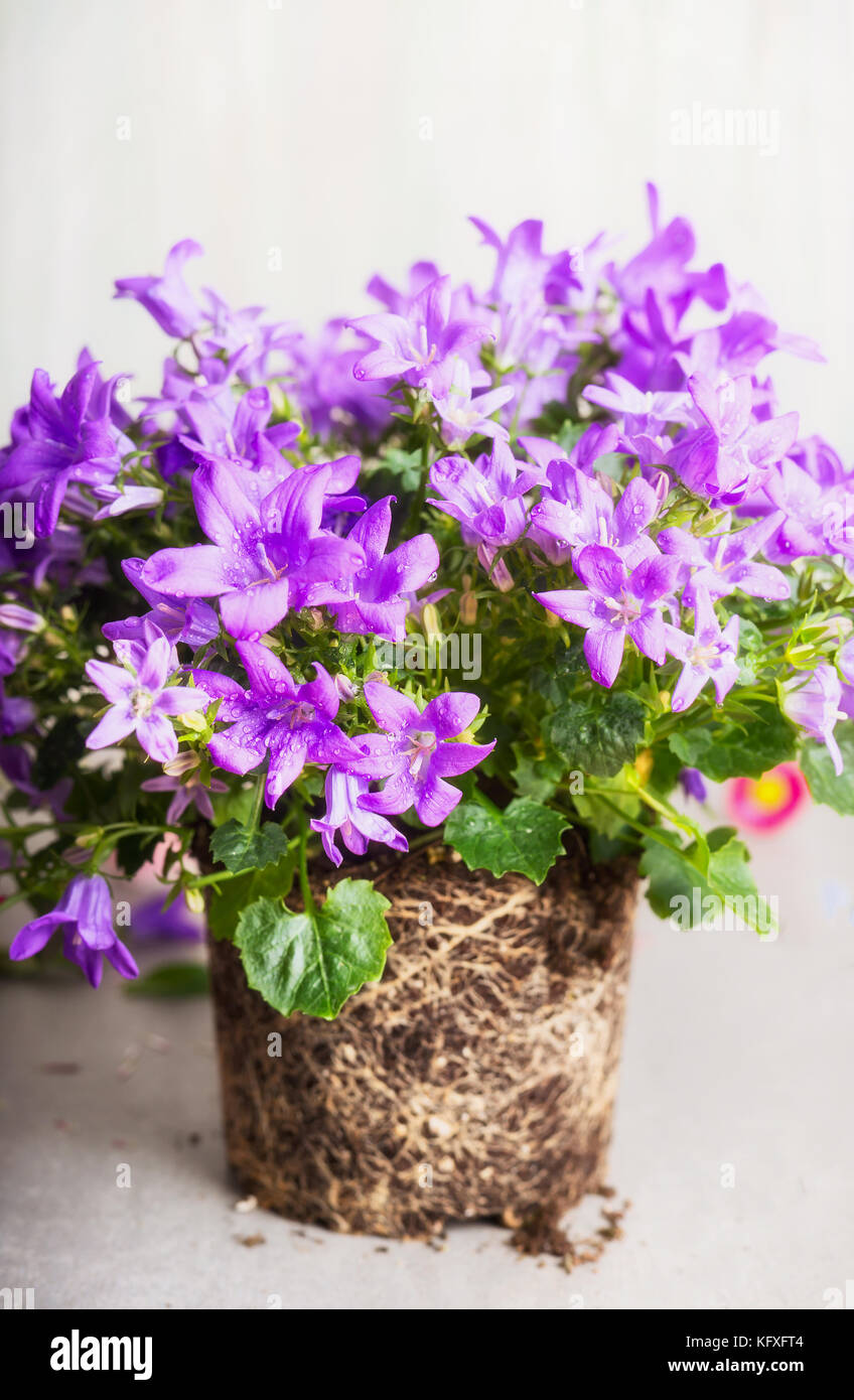 Beautiful Bell flowers with root for transplants in flower bed Stock ...