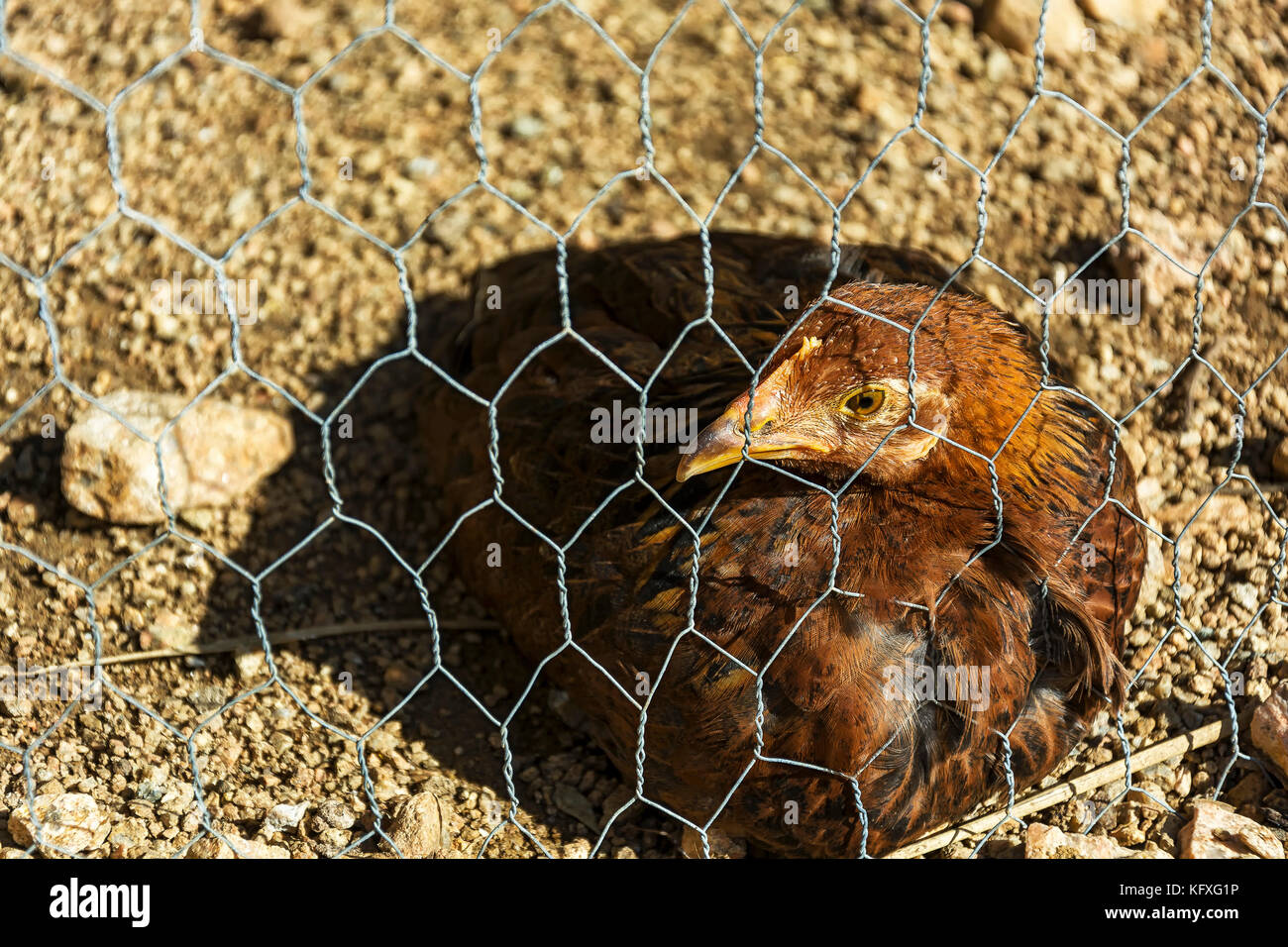 Behind the wire mesh lies a brown chicken Stock Photo - Alamy