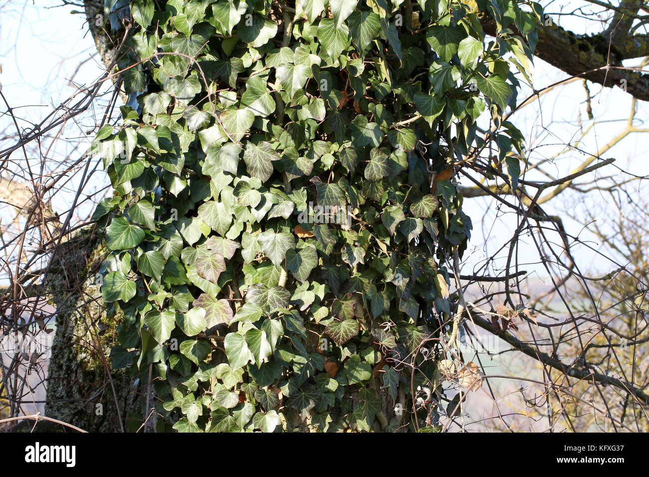 Ivy / Ivy - creeping shrubs clinging to their adventitious roots of the ...