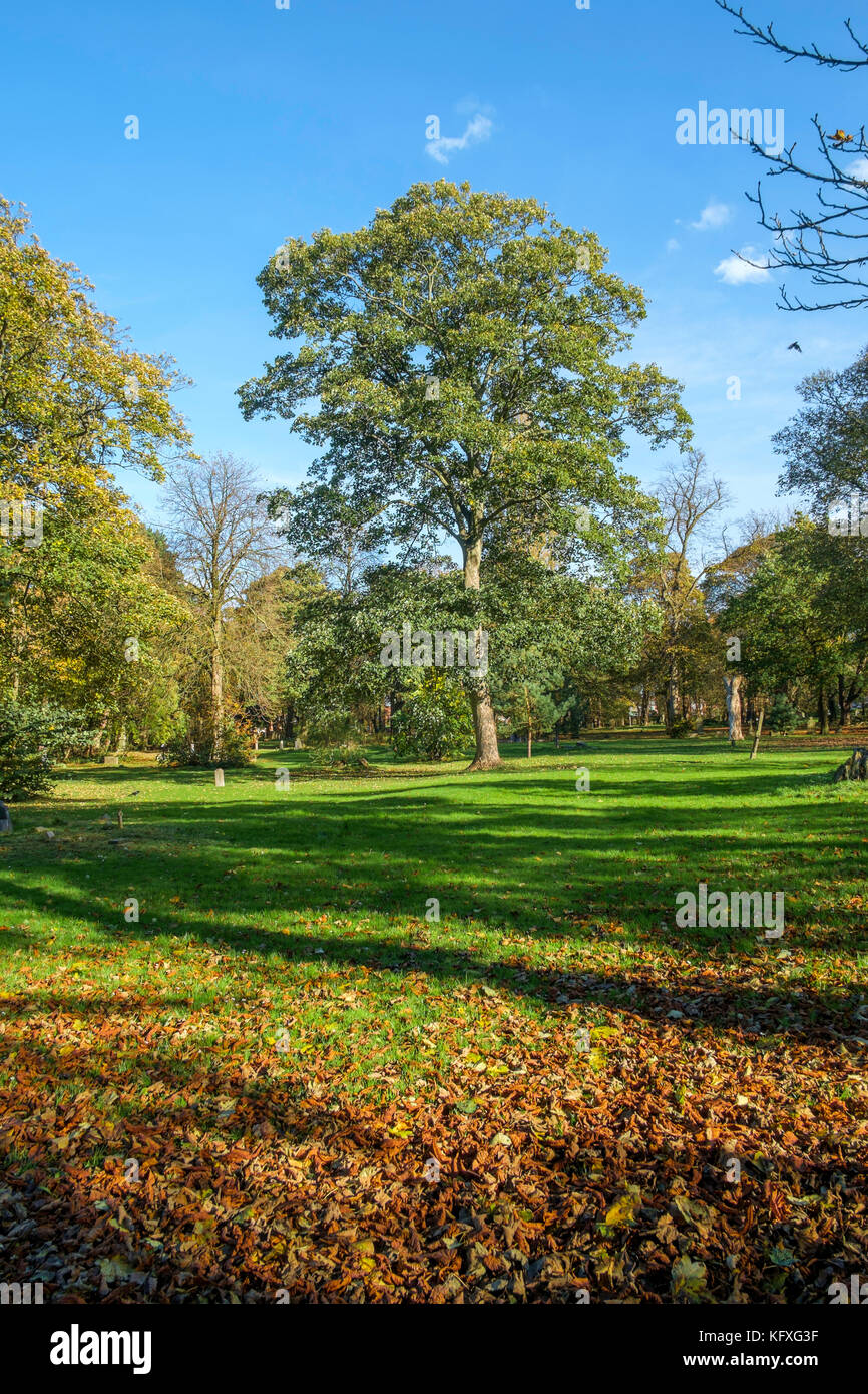 Linthorpe Cemetery High Resolution Stock Photography and Images - Alamy