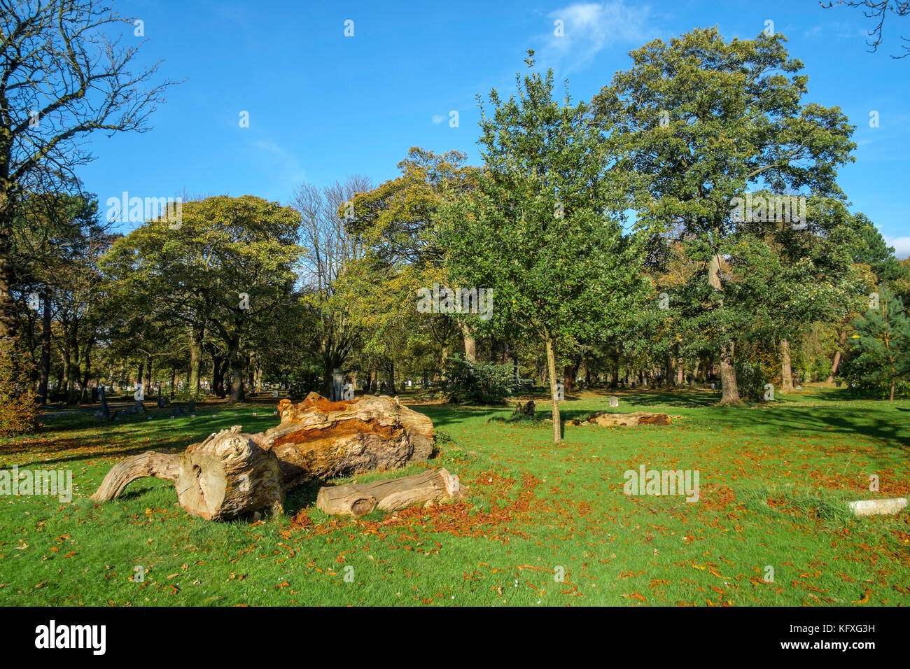 Autumn sunlight in the atmospheric Linthorpe Cemetery Nature Reserve ...